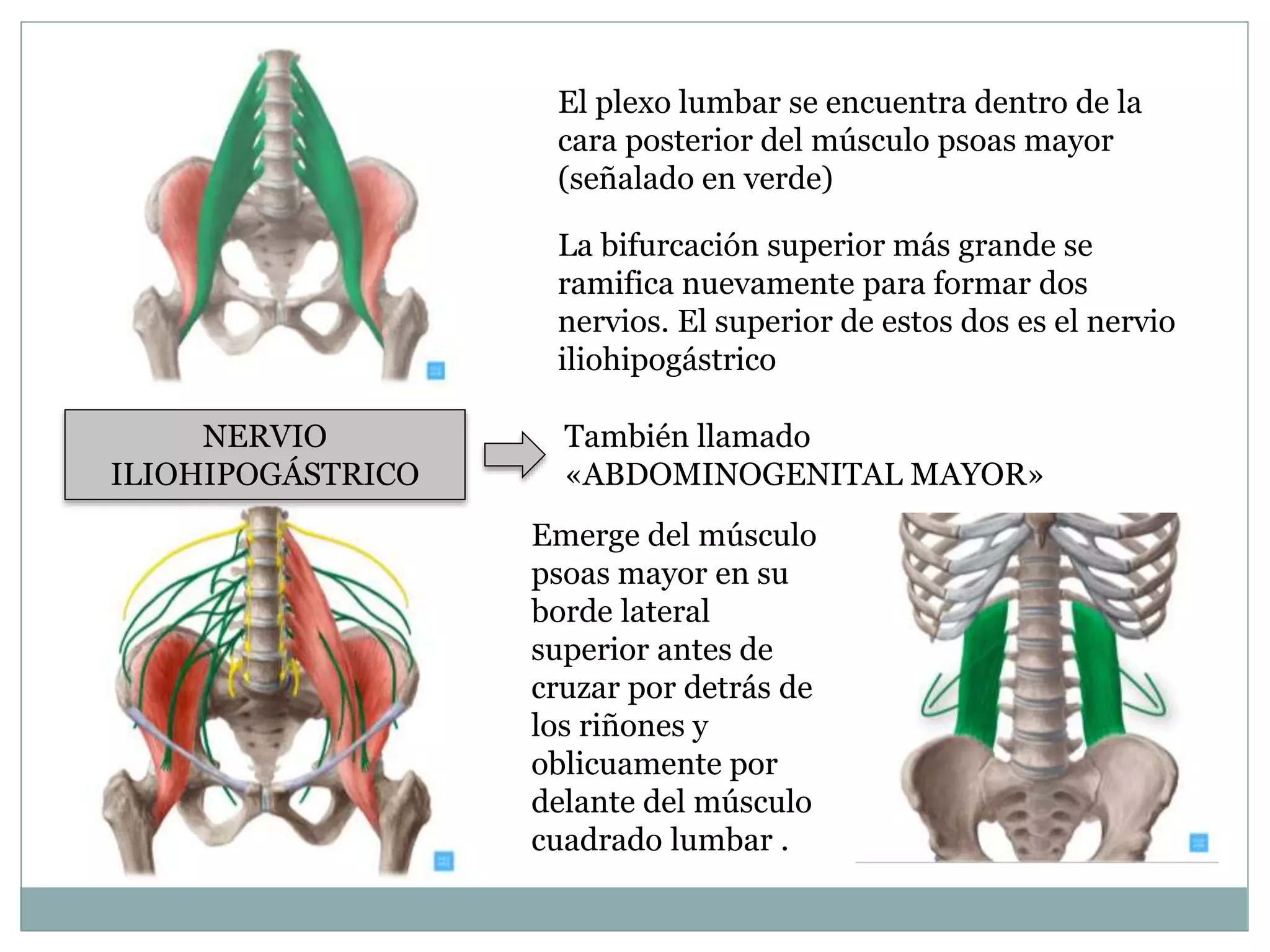 Presentación Anatomía Plexo Lumbar | PPTX