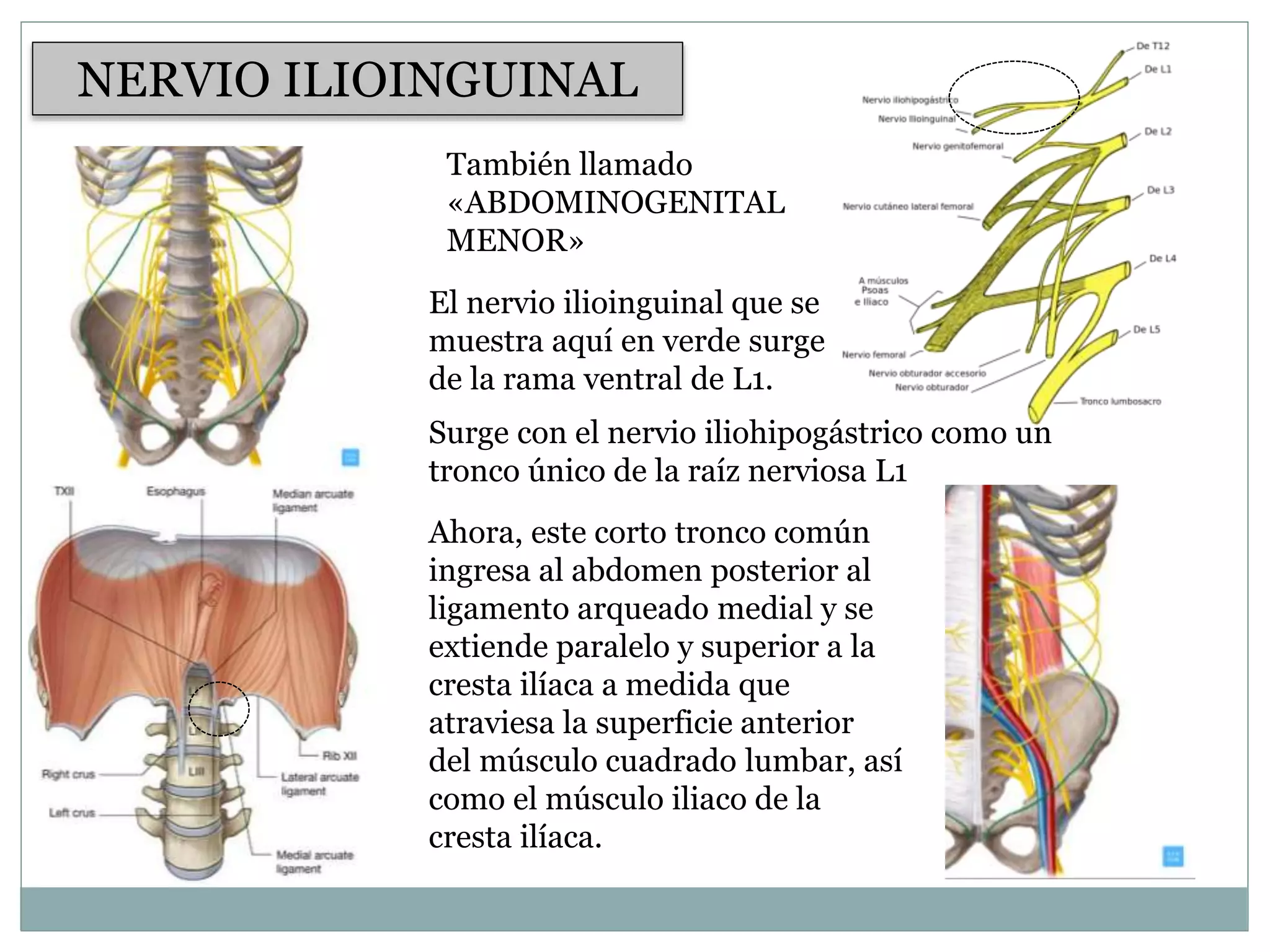 Presentación Anatomía Plexo Lumbar | PPTX