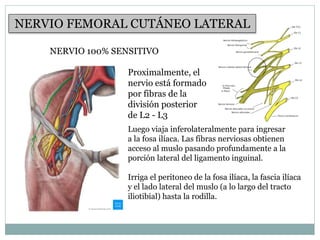 Presentación Anatomía Plexo Lumbar | PPTX