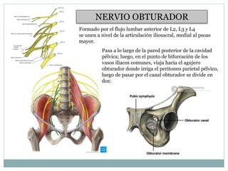 Presentación Anatomía Plexo Lumbar | PPTX