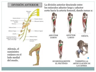 Presentación Anatomía Plexo Lumbar | PPTX