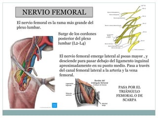 Presentación Anatomía Plexo Lumbar | PPTX