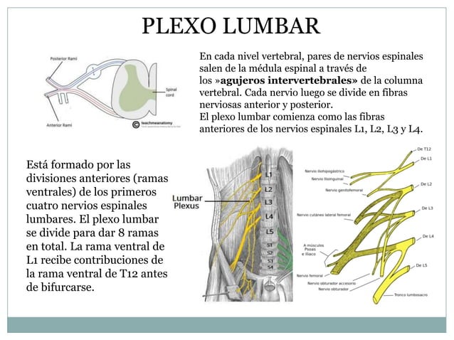 Presentación Anatomía Plexo Lumbar | PPTX