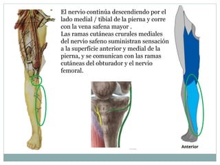 Presentación Anatomía Plexo Lumbar | PPTX