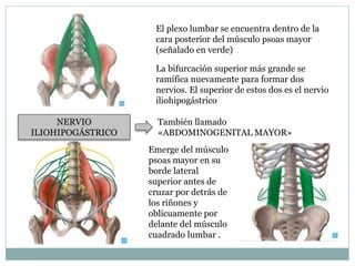 Presentación Anatomía Plexo Lumbar | PPTX