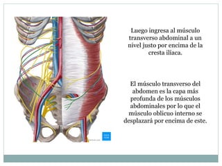 Presentación Anatomía Plexo Lumbar | PPTX