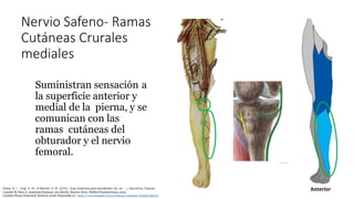 ANATOMIAPLEXOLUMBAR.pptx