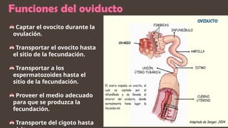 Anatomía Porcina- fisiología de animales.pptx