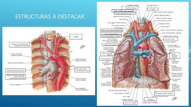 Anatomia por imagen del torax