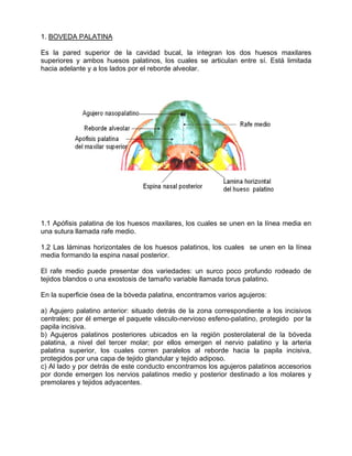 Anato mi a_protetica_de_la_superficie_de_asiento | PDF