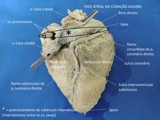 Anatomia Prática Coração.pdf