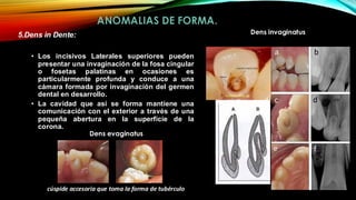 anatomia pulpar para endodoncia teoría 1 | PDF