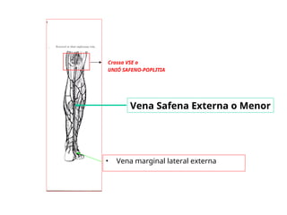 anatomia quirúrgica venosa del ser humano.ppt