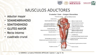 Anatomia quirurgica cadera generalidades | PPTX