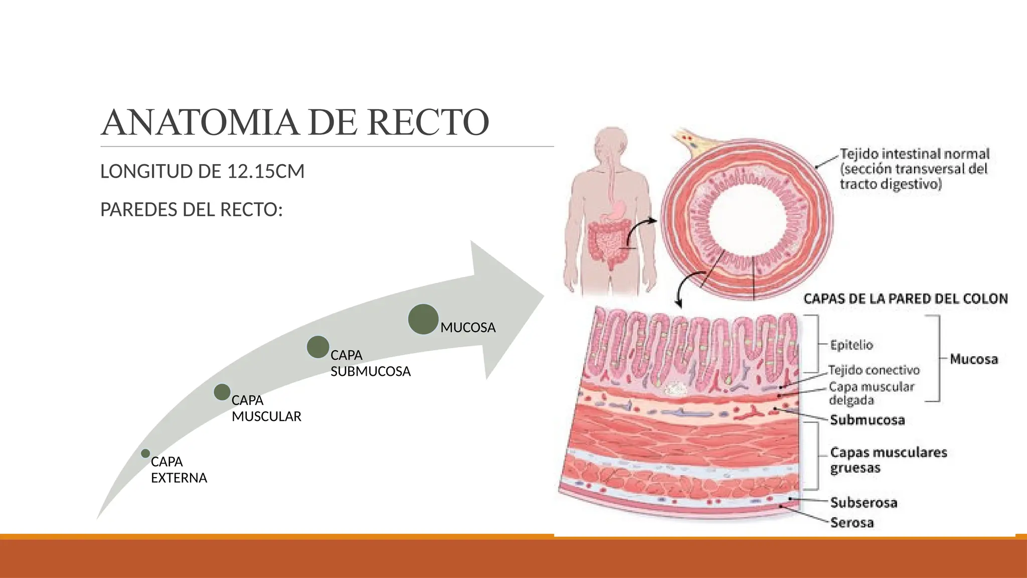 ANATOMIA QUIRURGICA DE ANO Y RECTO Y PATOLOGIA BENIGNA.pptx