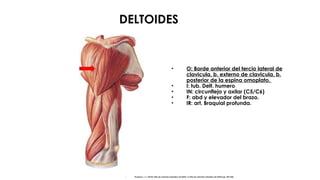 ANATOMIA QUIRURGICA DE BRAZO Y ABORDAJES.pptx