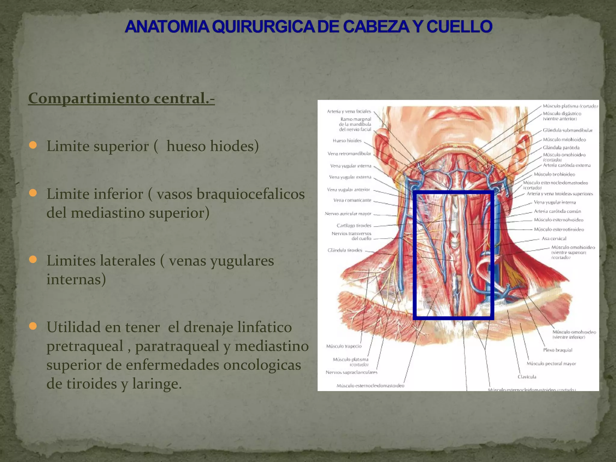Anatomia quirurgica de cabeza y cuello | PPT