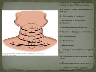 Anatomia quirurgica de cabeza y cuello | PPT