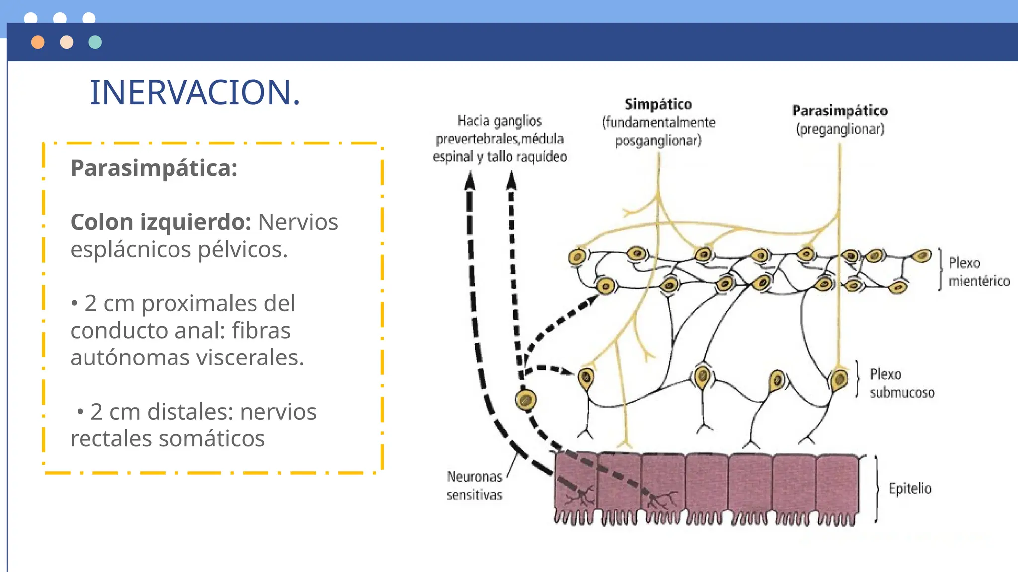 ANATOMIA QUIRURGICA DE COLON, IRRIGACION E INERVACION.pptx