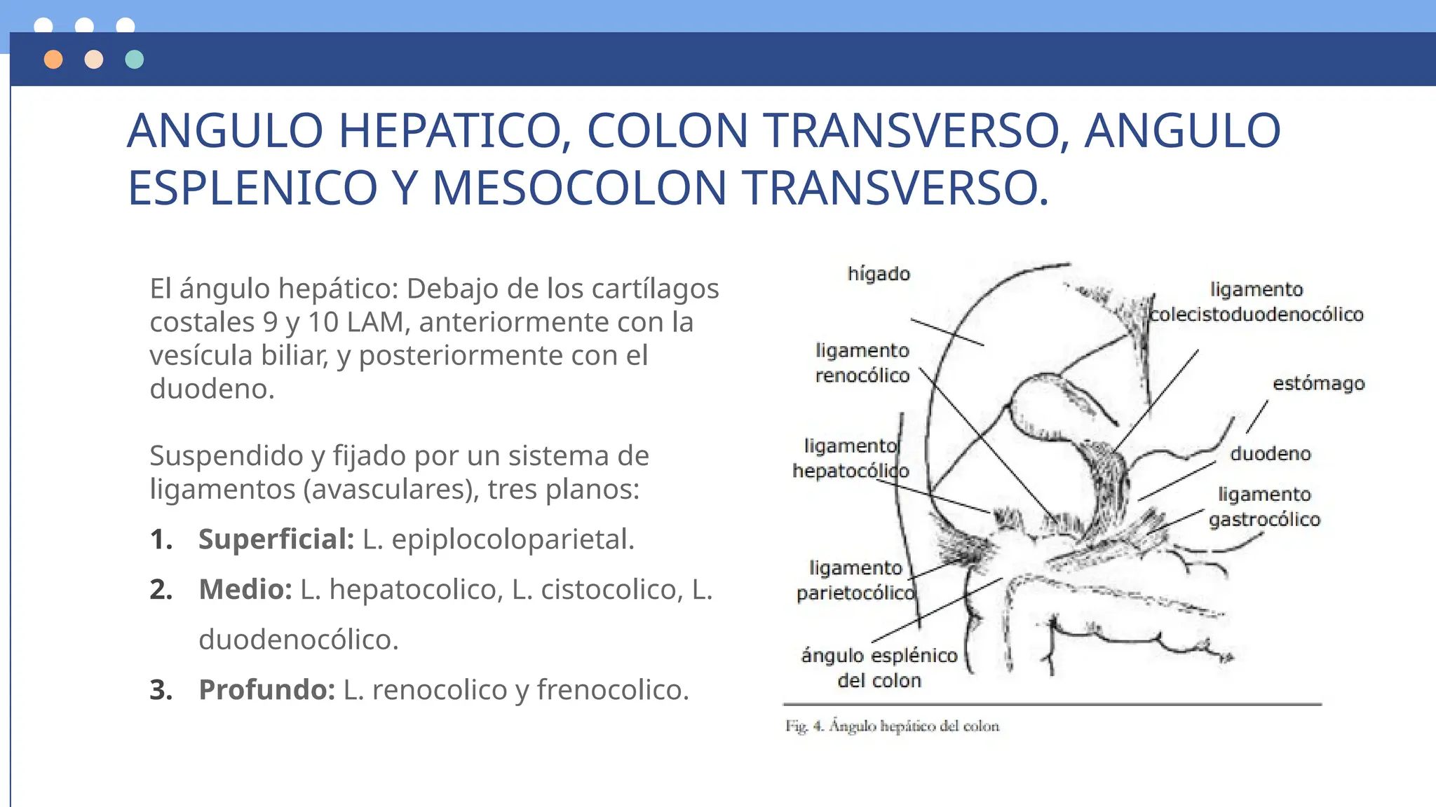 ANATOMIA QUIRURGICA DE COLON, IRRIGACION E INERVACION.pptx