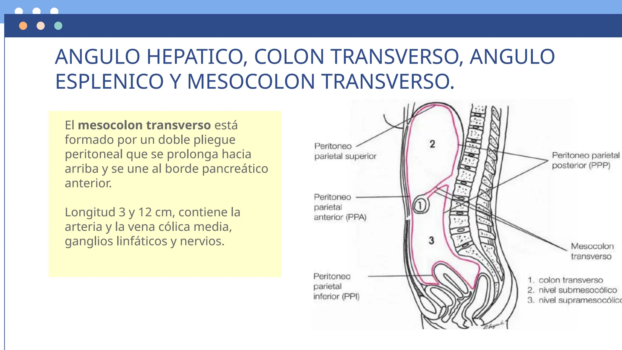 ANATOMIA QUIRURGICA DE COLON, IRRIGACION E INERVACION.pptx