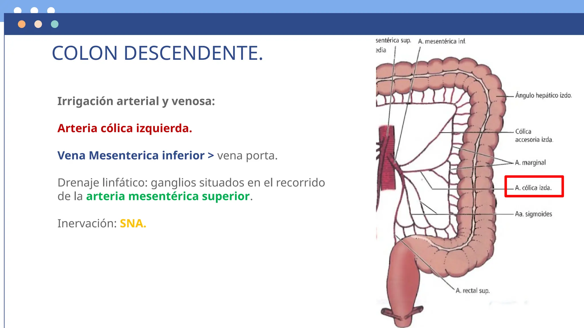 ANATOMIA QUIRURGICA DE COLON, IRRIGACION E INERVACION.pptx