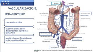 ANATOMIA QUIRURGICA DE COLON, IRRIGACION E INERVACION.pptx