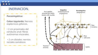 ANATOMIA QUIRURGICA DE COLON, IRRIGACION E INERVACION.pptx