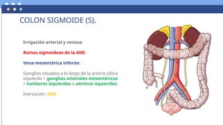 ANATOMIA QUIRURGICA DE COLON, IRRIGACION E INERVACION.pptx