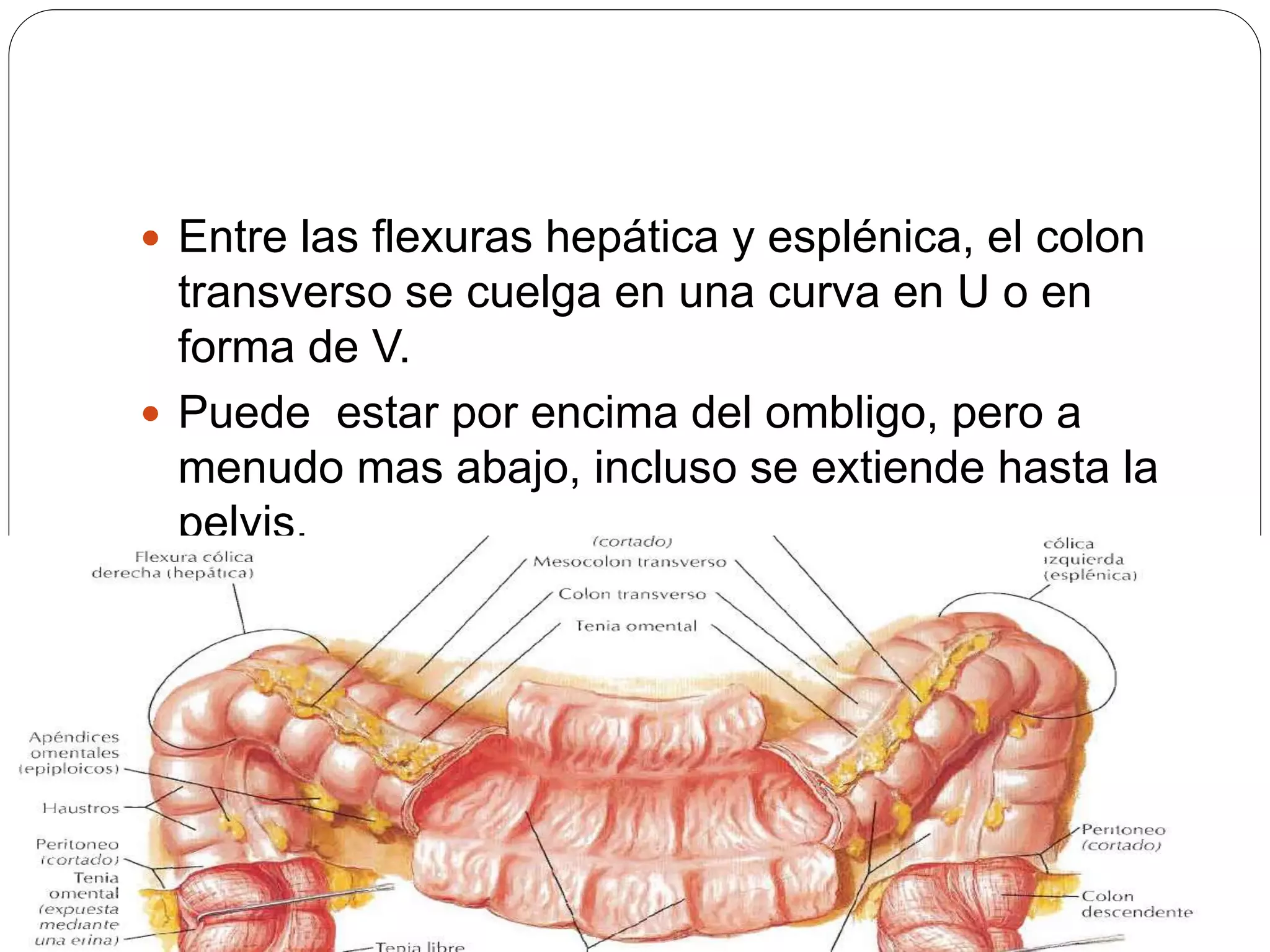 Anatomia quirurgica de colon y apendice | PPTX