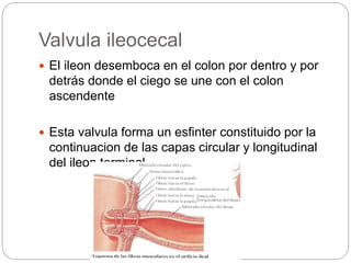Anatomia quirurgica de colon y apendice | PPTX