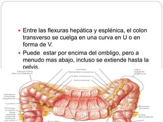 Anatomia quirurgica de colon y apendice | PPTX