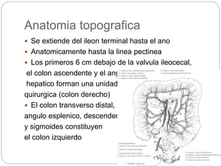 Anatomia quirurgica de colon y apendice | PPTX