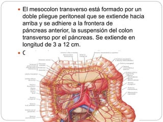 Anatomia quirurgica de colon y apendice | PPTX