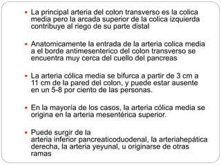 Anatomia quirurgica de colon y apendice | PPTX