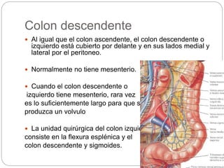 Anatomia quirurgica de colon y apendice | PPTX