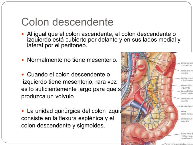 Anatomia quirurgica de colon y apendice | PPTX