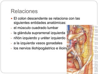 Anatomia quirurgica de colon y apendice | PPTX