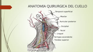 Anatomia quirúrgica de cuello | PPTX