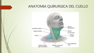 Anatomia quirúrgica de cuello | PPTX