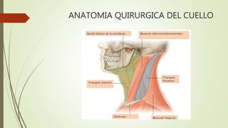 Anatomia quirúrgica de cuello | PPTX