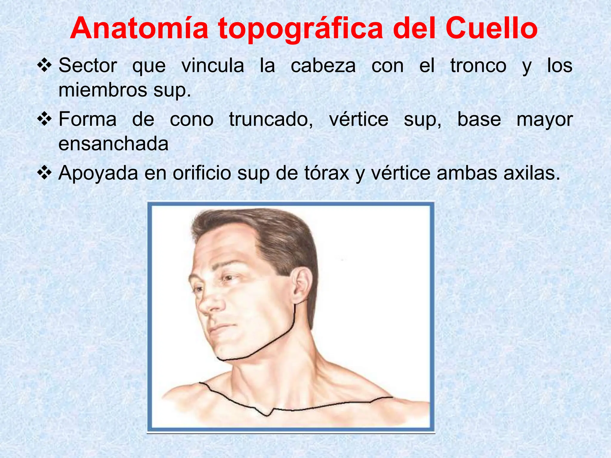 Anatomía Quirúrgica Del Cuello Anatomía De La Cabeza Y El Cuello