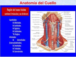 ANATOMIA QUIRURGICA DE CUELLO. PPT 45pptx | PPTX