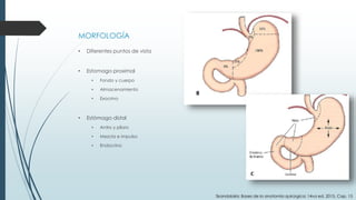 Anatomia quirurgica de estomago.pptx
