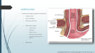 Anatomia quirurgica de estomago.pptx
