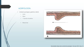 Anatomia quirurgica de estomago.pptx