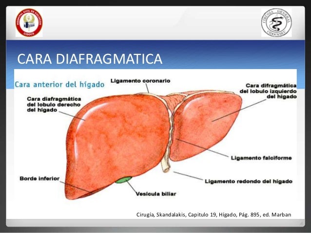 Anatomia quirurgica y descriptiva de higado