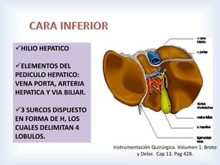 Anatomia quirurgica de Higado y Via Biliar | PPTX