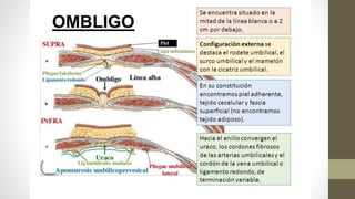 Anatomía Del Ombligo