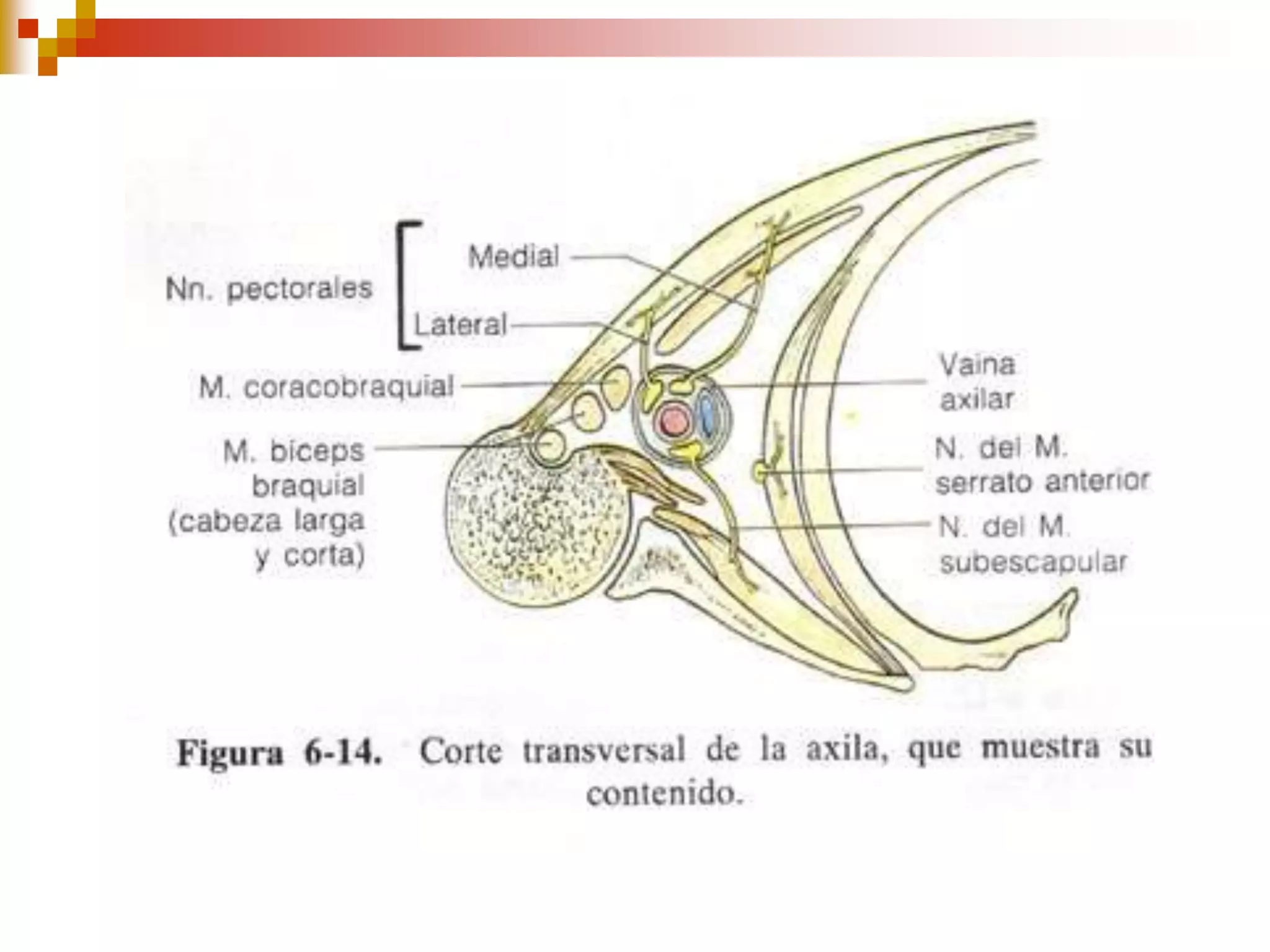 Anatomia quirurgica de_la_mama_1_ - copia | PPTX